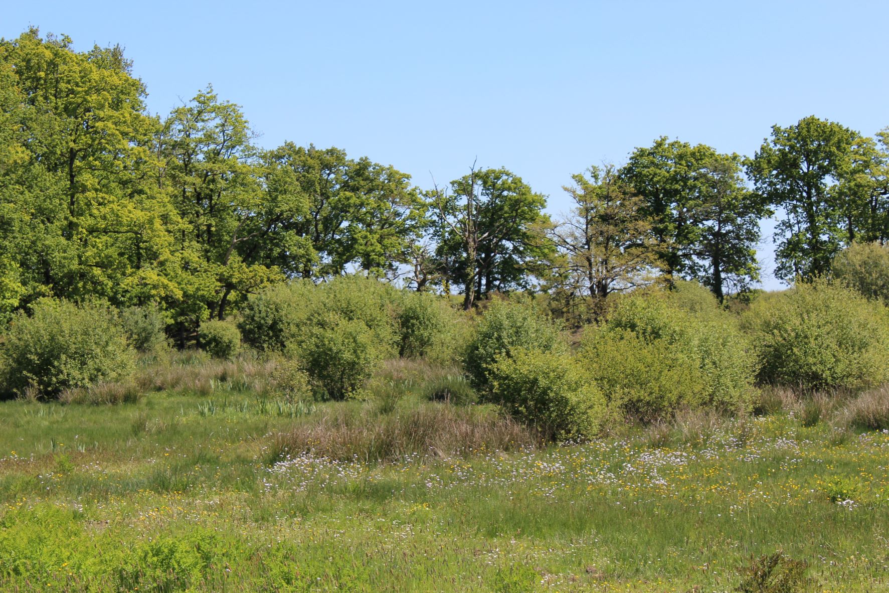 Pourquoi restaurer les zones humides ? - Maison du Lac de Grand-Lieu